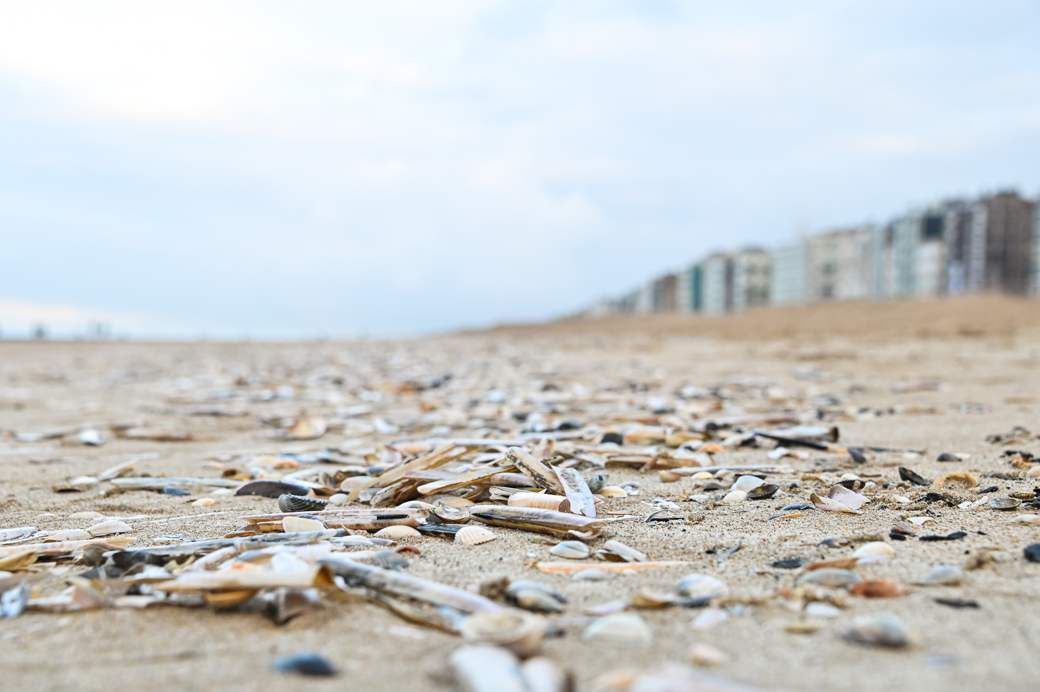Wist-je-datjes over schelpen | Tij-dingen