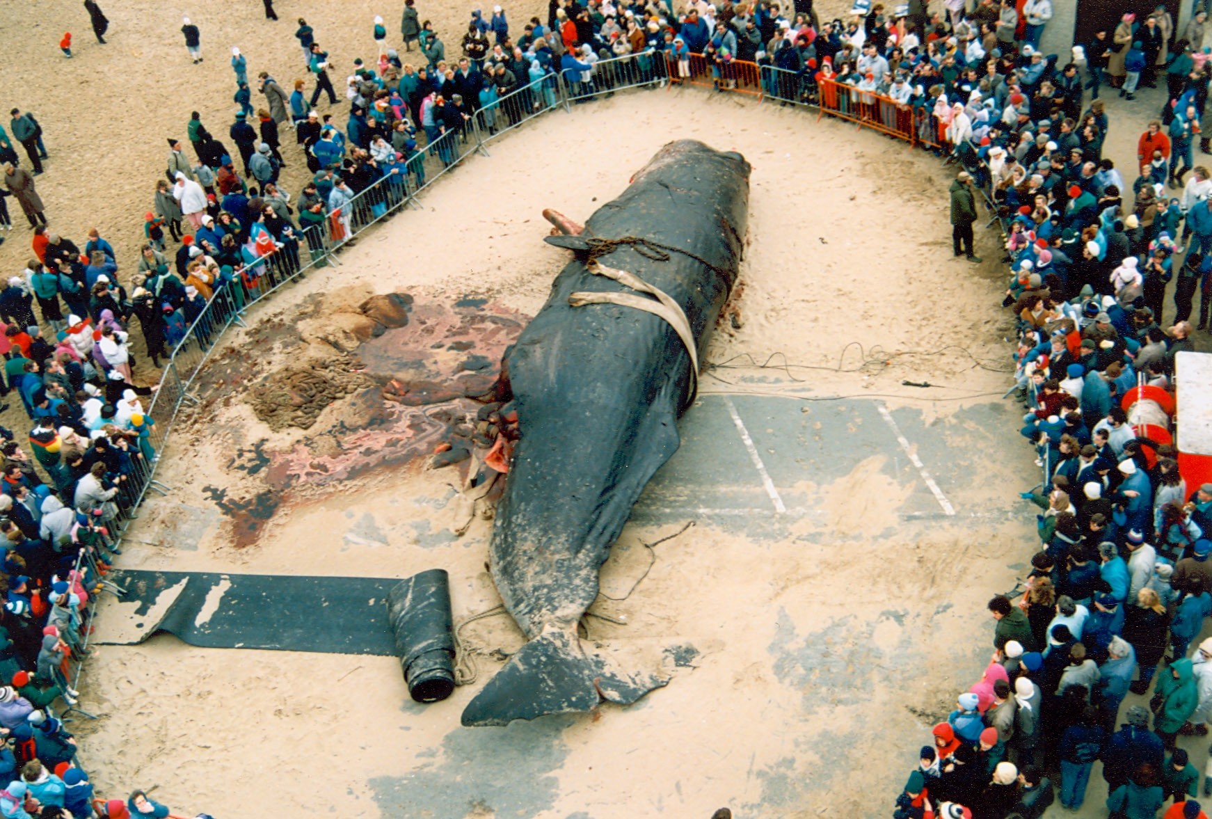 Wat je nog niet wist over potvis Valentijn | Tij-dingen